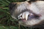 European Badger - Facts, Habitat, Diet, Baby, Pictures, and More