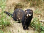 European Polecat - Facts, Habitat, Diet, Pictures, and More