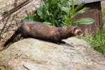 European Polecat - Facts, Habitat, Diet, Pictures, and More