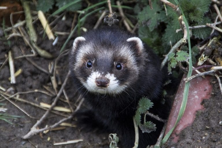European Polecat - Facts, Habitat, Diet, Pictures, and More