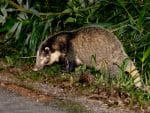 Hog Badger - Facts, Habitat, Diet, Pictures, and More