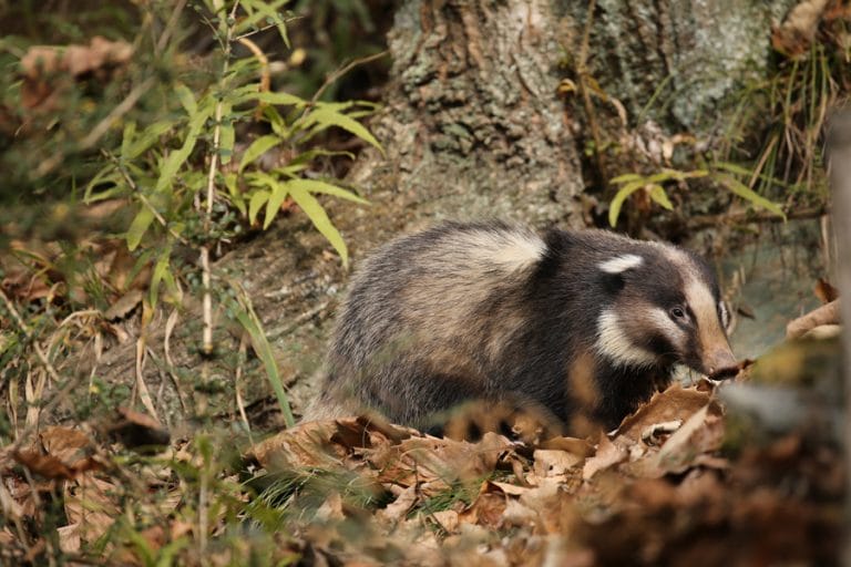 Badger Types, Facts, Diet, Reproduction, Classification, Pictures