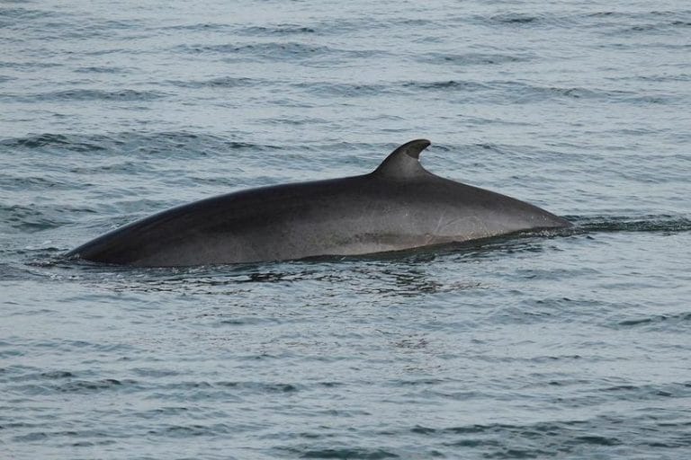 Minke Whale - Facts, Habitat, Diet, Life Cycle, Baby, Pictures