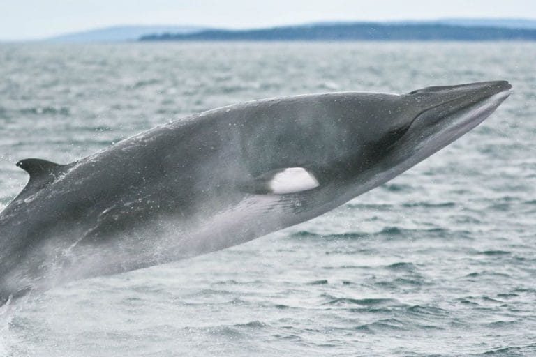 Minke Whale - Facts, Habitat, Diet, Life Cycle, Baby, Pictures