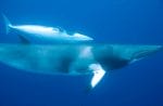 Minke Whale - Facts, Habitat, Diet, Life Cycle, Baby, Pictures