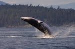 Minke Whale - Facts, Habitat, Diet, Life Cycle, Baby, Pictures