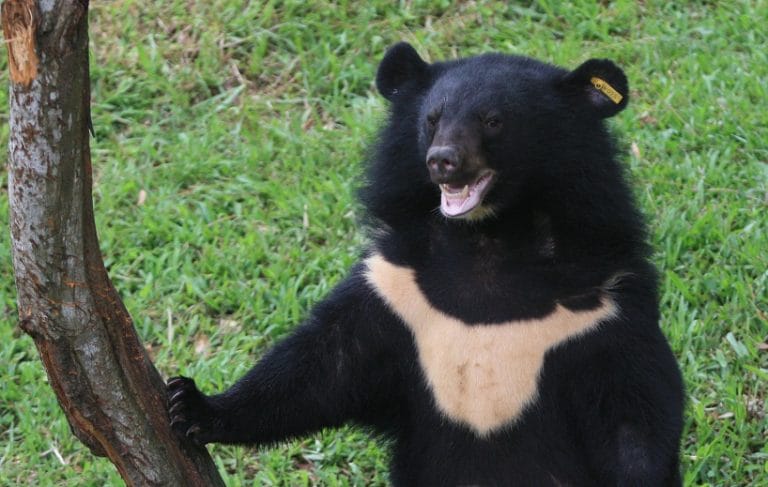 Asian Black Bear (Moon Bear) - Facts, Habitat, Diet, Cubs, Pictures