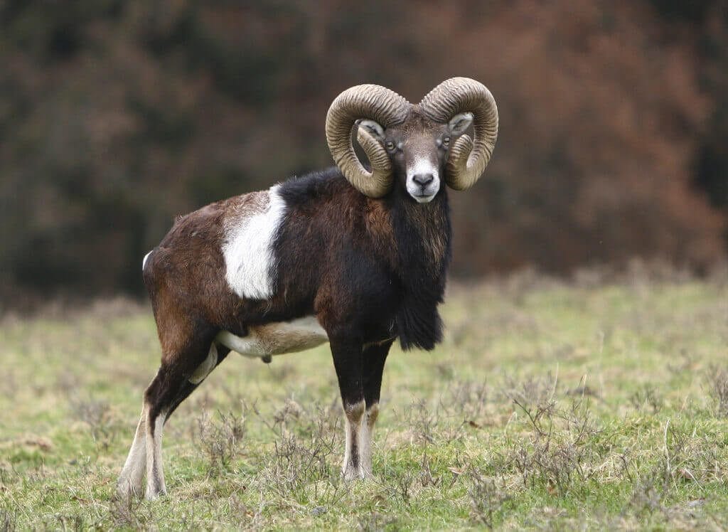 Mouflon - Facts, Habitat, Diet, Pictures, and More