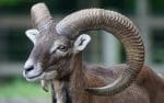 Mouflon - Facts, Habitat, Diet, Pictures, and More
