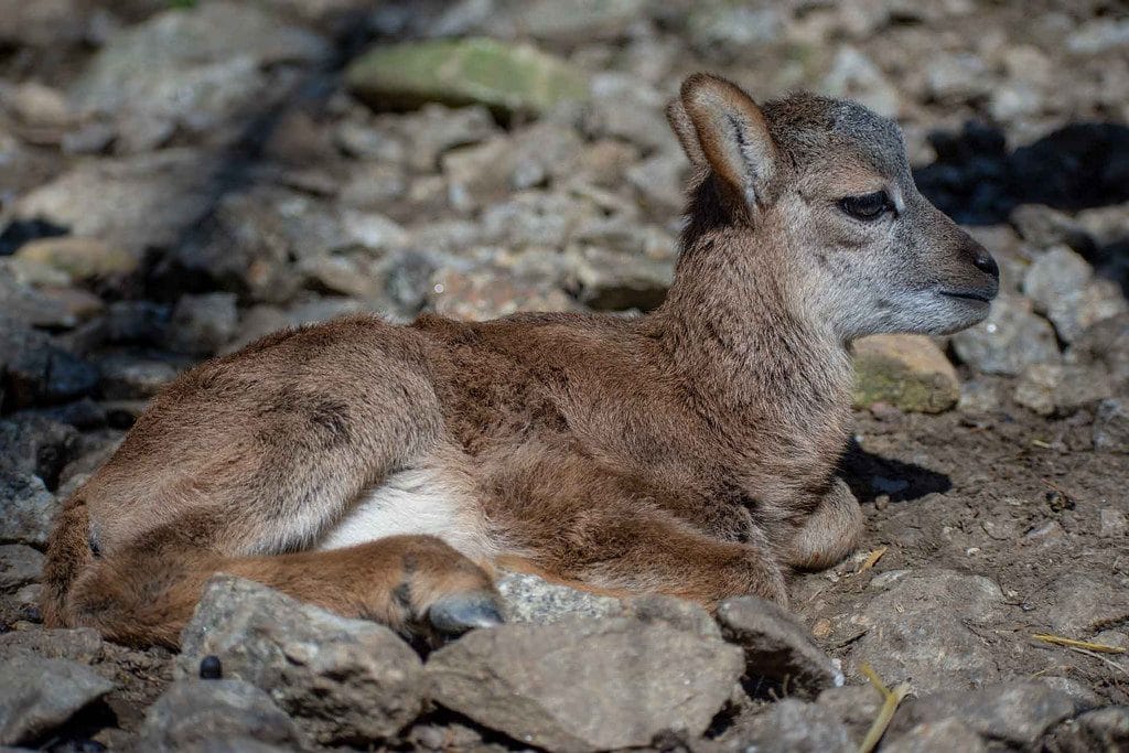 Mouflon - Facts, Habitat, Diet, Pictures, and More