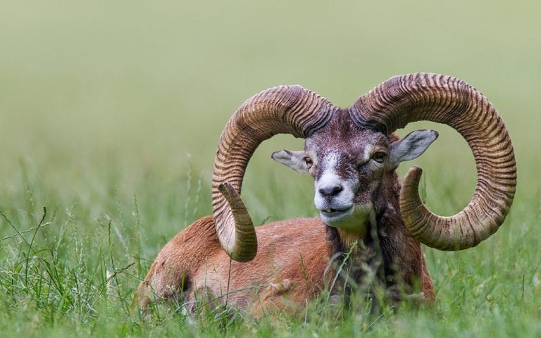Mouflon - Facts, Habitat, Diet, Pictures, and More