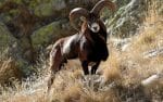 Mouflon - Facts, Habitat, Diet, Pictures, and More
