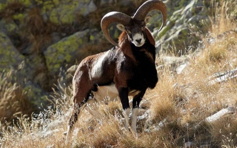 Mouflon - Facts, Habitat, Diet, Pictures, and More