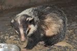 Hog Badger - Facts, Habitat, Diet, Pictures, and More