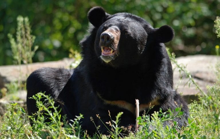 Asian Black Bear (Moon Bear) - Facts, Habitat, Diet, Cubs, Pictures
