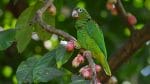 Puerto Rican Parrot - Facts, Habitat, Diet, Pictures, and More