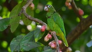 Puerto Rican Parrot - Facts, Habitat, Diet, Pictures, and More