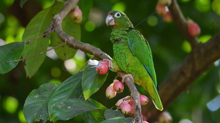 Puerto Rican Parrot - Facts, Habitat, Diet, Pictures, and More