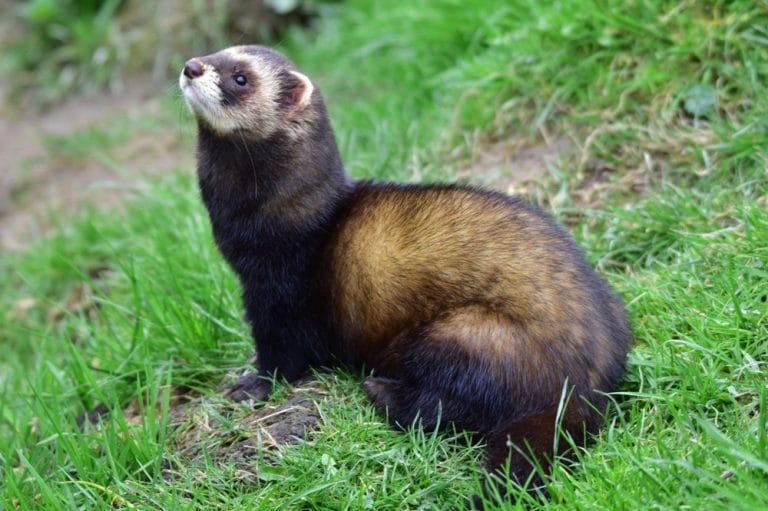 European Polecat - Facts, Habitat, Diet, Pictures, and More