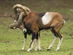 Mouflon - Facts, Habitat, Diet, Pictures, and More