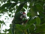 Puerto Rican Parrot - Facts, Habitat, Diet, Pictures, and More