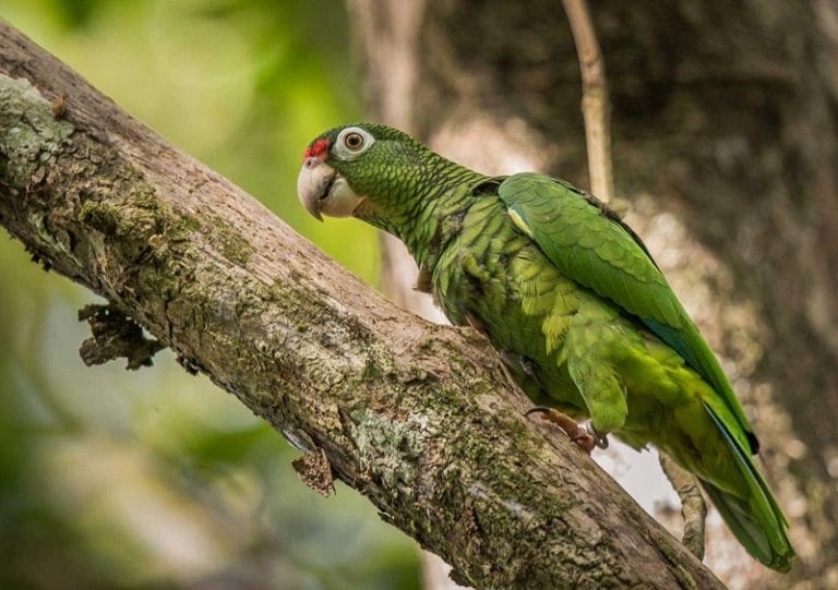 Puerto Rican Parrot - Facts, Habitat, Diet, Pictures, and More