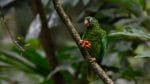 Puerto Rican Parrot - Facts, Habitat, Diet, Pictures, and More