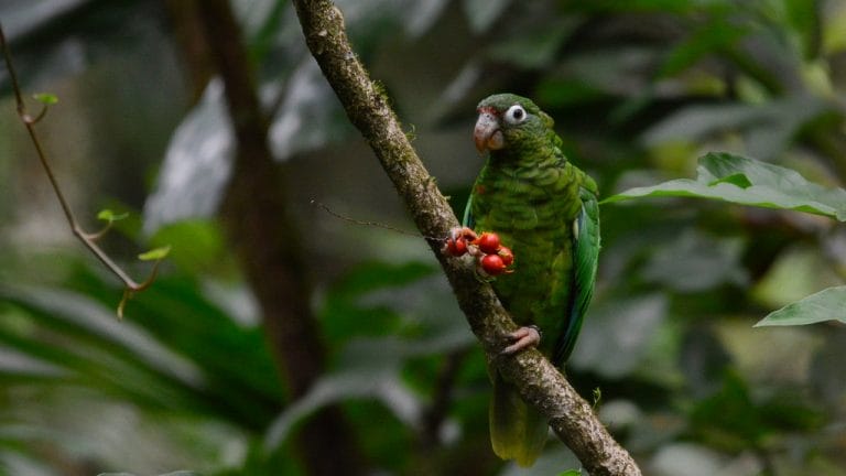 Puerto Rican Parrot - Facts, Habitat, Diet, Pictures, and More