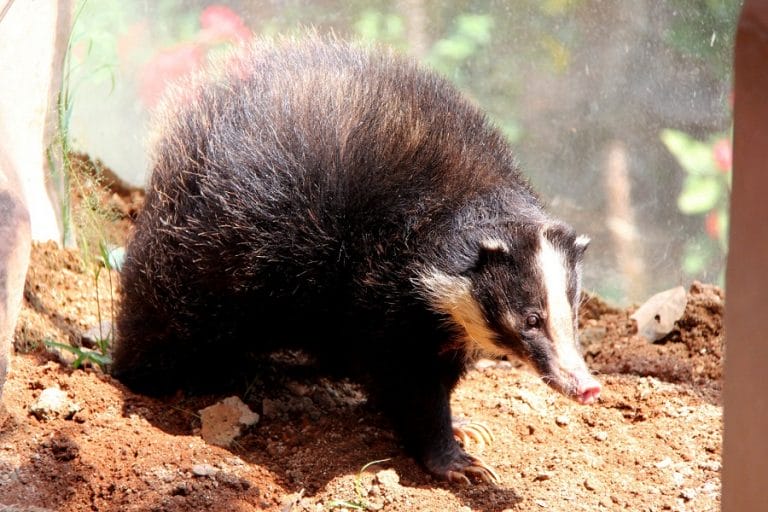 Hog Badger - Facts, Habitat, Diet, Pictures, and More
