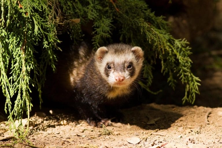 European Polecat - Facts, Habitat, Diet, Pictures, and More