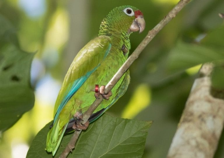 Puerto Rican Parrot - Facts, Habitat, Diet, Pictures, and More