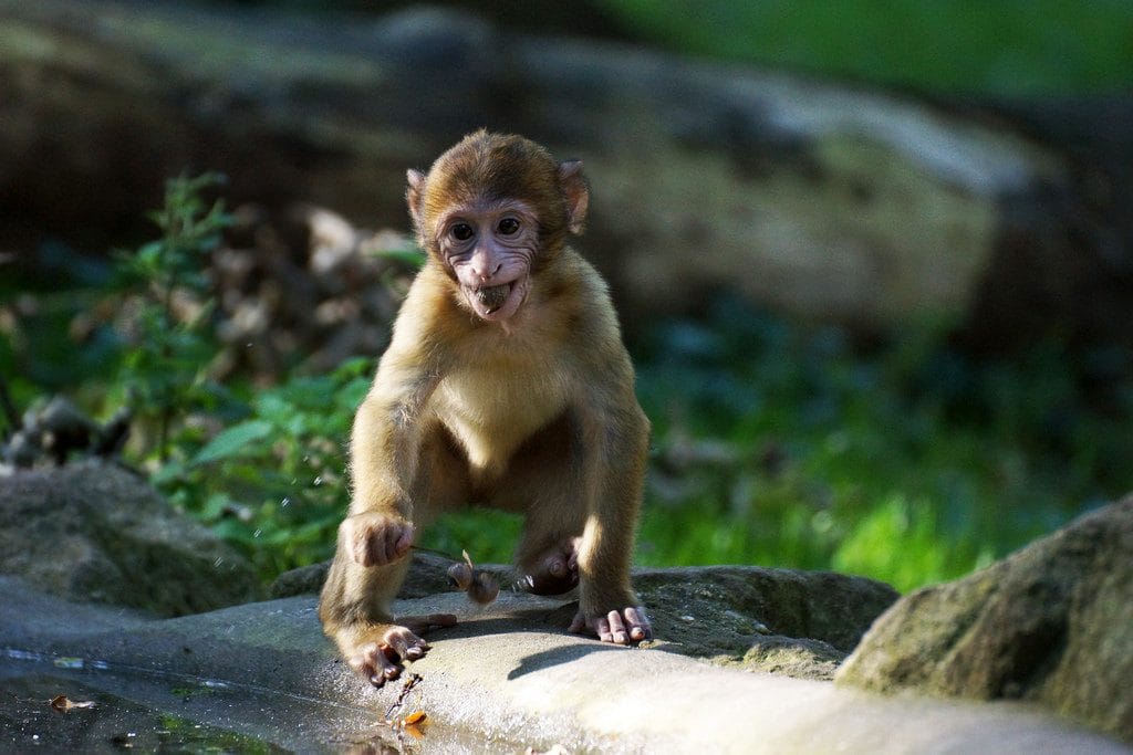 Barbary Macaque - Facts, Habitat, Diet, Pictures, and More