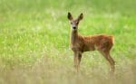 Roe Deer - Facts, Behavior, Habitat, Diet, Pictures, and More