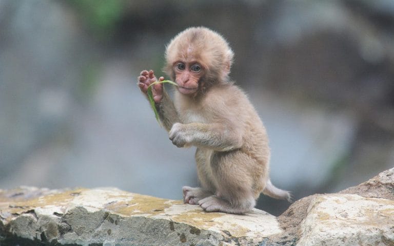 Snow Macaque Monkey - Facts, Habitat, Diet, Babies, Pictures