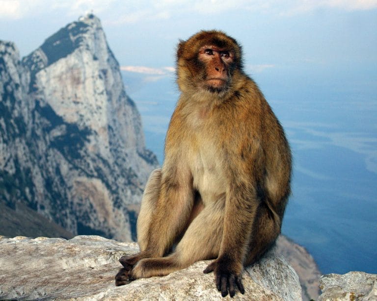Barbary Macaque - Facts, Habitat, Diet, Pictures, and More