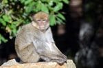 Barbary Macaque - Facts, Habitat, Diet, Pictures, and More