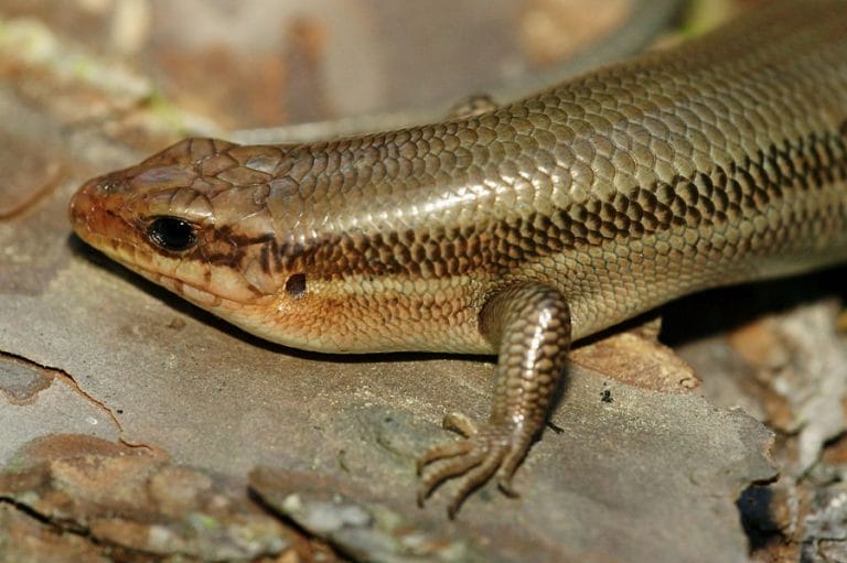 Broadhead Skink - Facts, Habitat, Diet, Pictures, and More