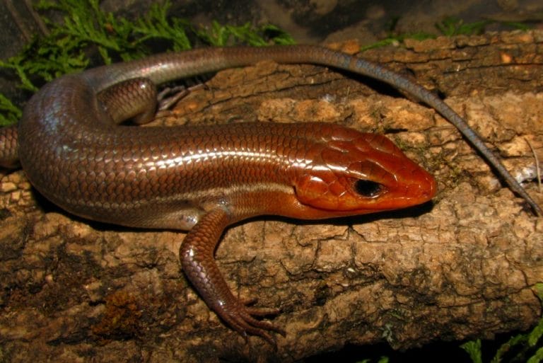 Broadhead Skink - Facts, Habitat, Diet, Pictures, and More