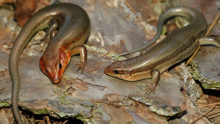 Broadhead Skink - Facts, Habitat, Diet, Pictures, and More
