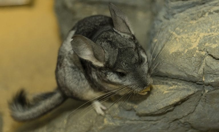 Long-tailed Chinchilla - Facts, Habitat, Diet, Pictures, and More