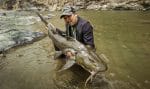 Goonch Catfish (Giant Catfish) - Facts, Habitat, Diet, Pictures