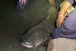 Goonch Catfish (Giant Catfish) - Facts, Habitat, Diet, Pictures