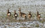 Roe Deer - Facts, Behavior, Habitat, Diet, Pictures, and More