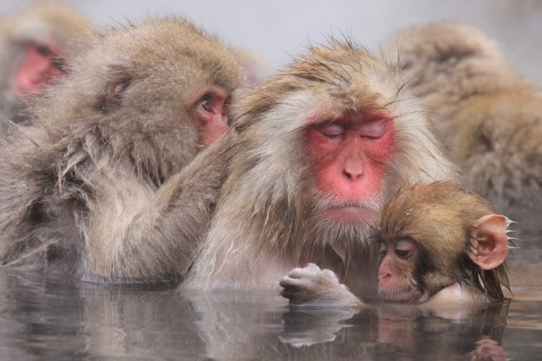 Snow Macaque Monkey - Facts, Habitat, Diet, Babies, Pictures