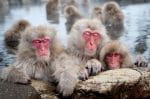 Snow Macaque Monkey - Facts, Habitat, Diet, Babies, Pictures