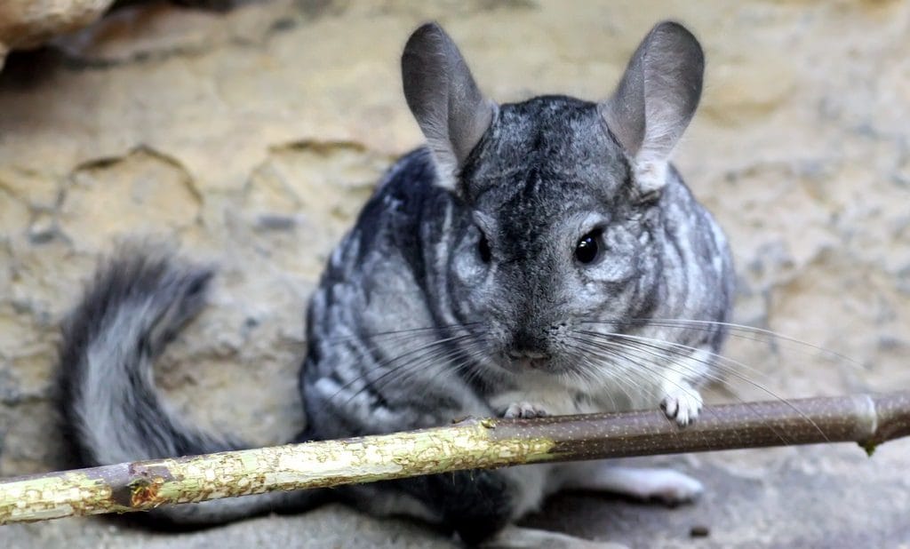 Long-tailed Chinchilla - Facts, Habitat, Diet, Pictures, and More