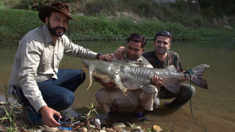 Goonch Catfish (Giant Catfish) - Facts, Habitat, Diet, Pictures
