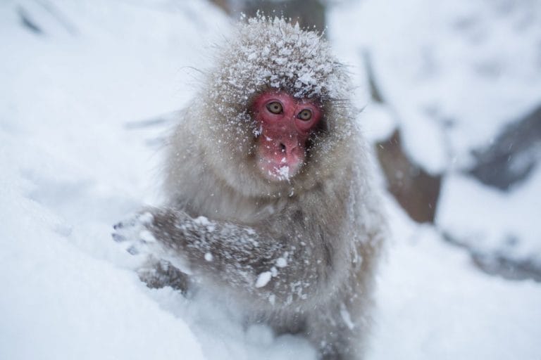 Snow Macaque Monkey - Facts, Habitat, Diet, Babies, Pictures