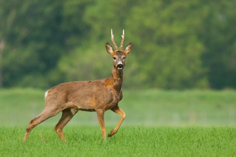 Roe Deer - Facts, Behavior, Habitat, Diet, Pictures, and More