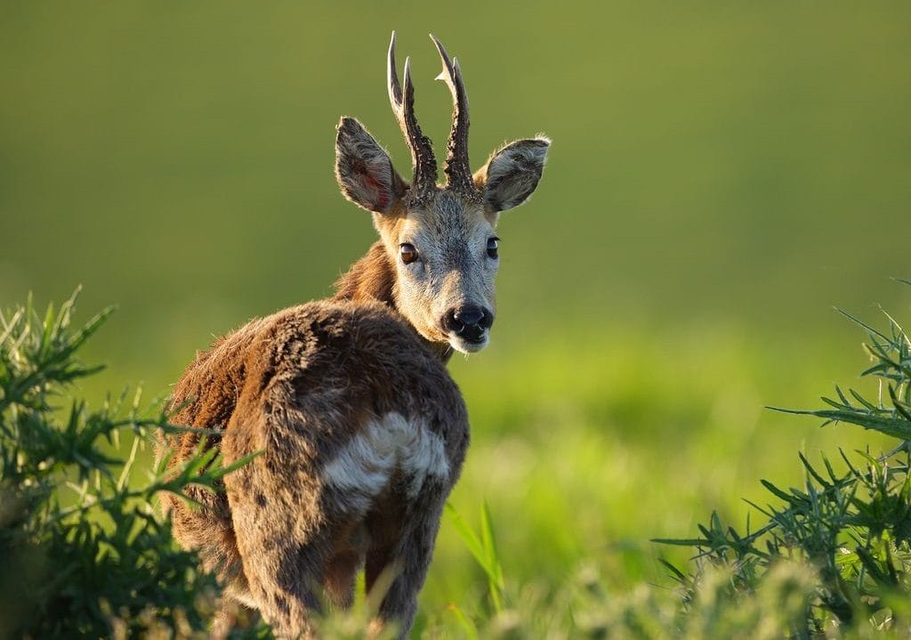 Hoofed Animals (Ungulates) – Facts, List, Pictures, and More